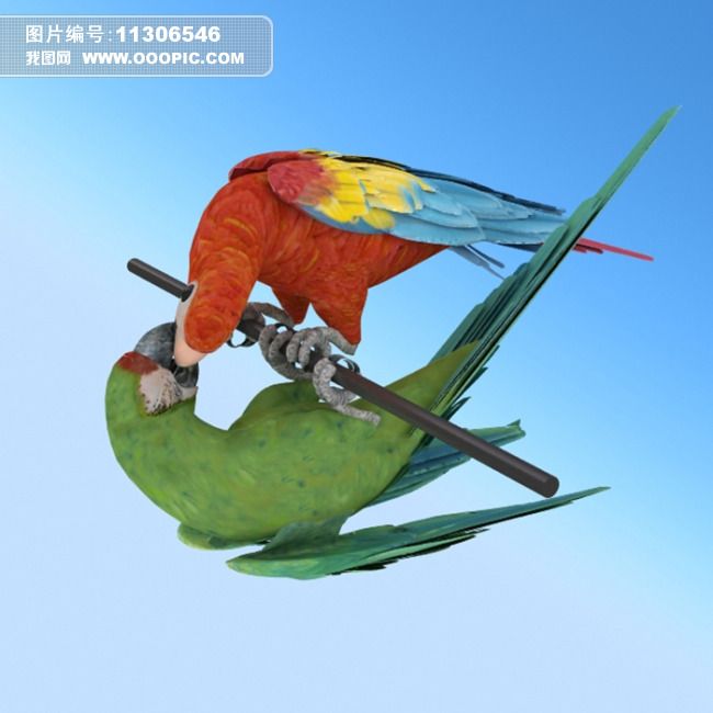鹦鹉3D模型下载 带贴图 编号11306546 其他 我图网