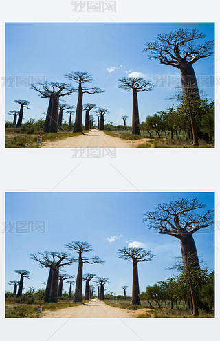 猴面包树的照片专题模板-猴面包树的照片图片素材下载-我图网