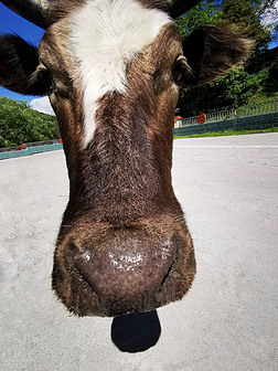 ppt可爱动物背景专题模板-ppt可爱动物背景图片素材下载-我图网