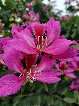 紫金花花卉专题模板-紫金花花卉图片素材下载-我图网