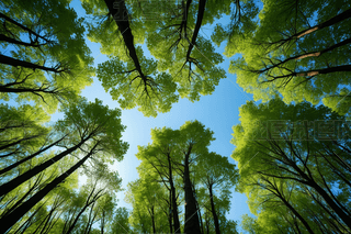 仰视树专题模板-仰视树图片素材下载-我图网